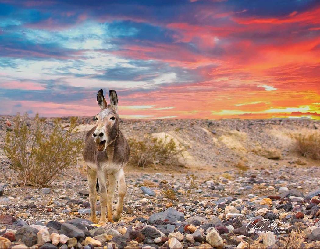 Roundup for Death Valley’s wild burros | Pahrump Valley Times