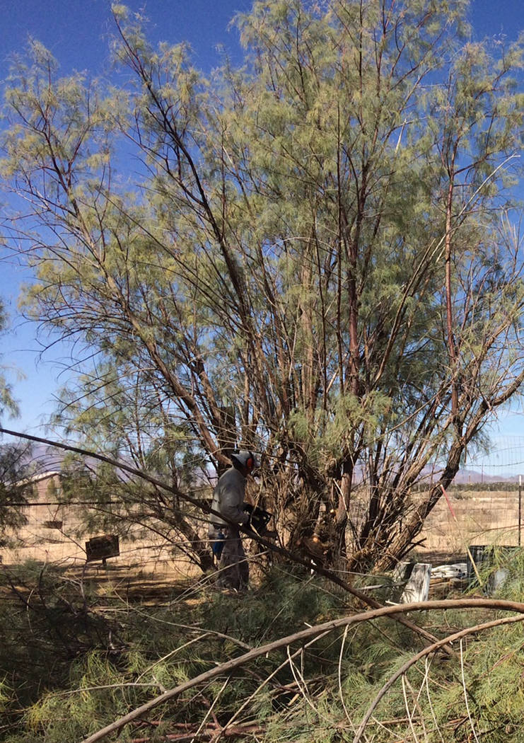 Saltcedar removal underway in Pahrump | Pahrump Valley Times