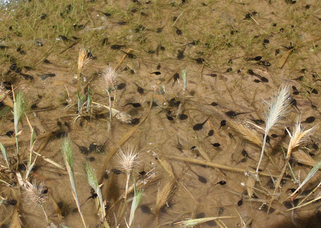 A western toad tadpole explosion – Pahrump property home to thousands ...