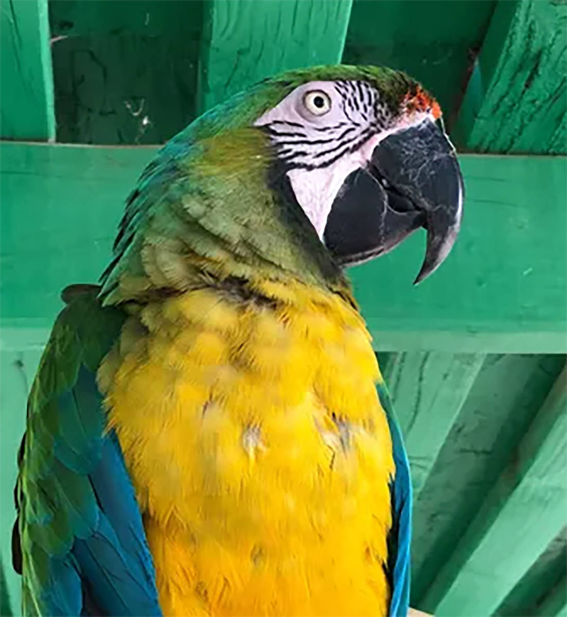 Pet macaw owned by Heidi Fleiss located, reportedly home safe | Pahrump ...