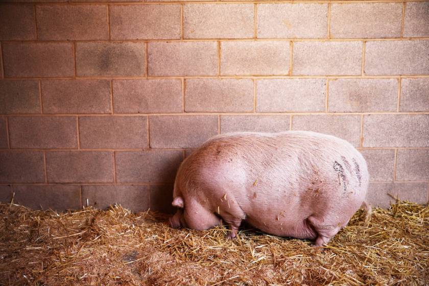 Obese pig abandoned in cage on Las Vegas street is on the mend ...