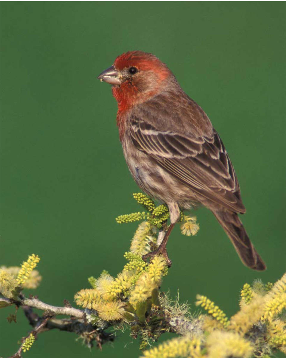Discovery Park Bird Walks begin this Saturday in Pahrump | Pahrump ...