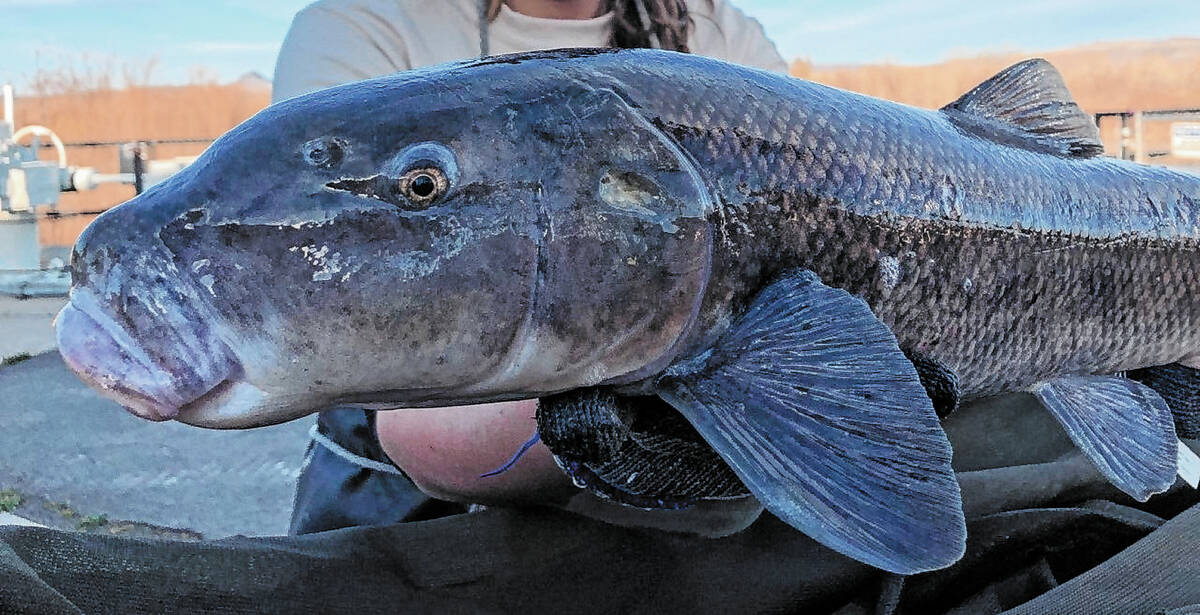 Here are 5 endangered species endemic to Nevada | Pahrump Valley Times