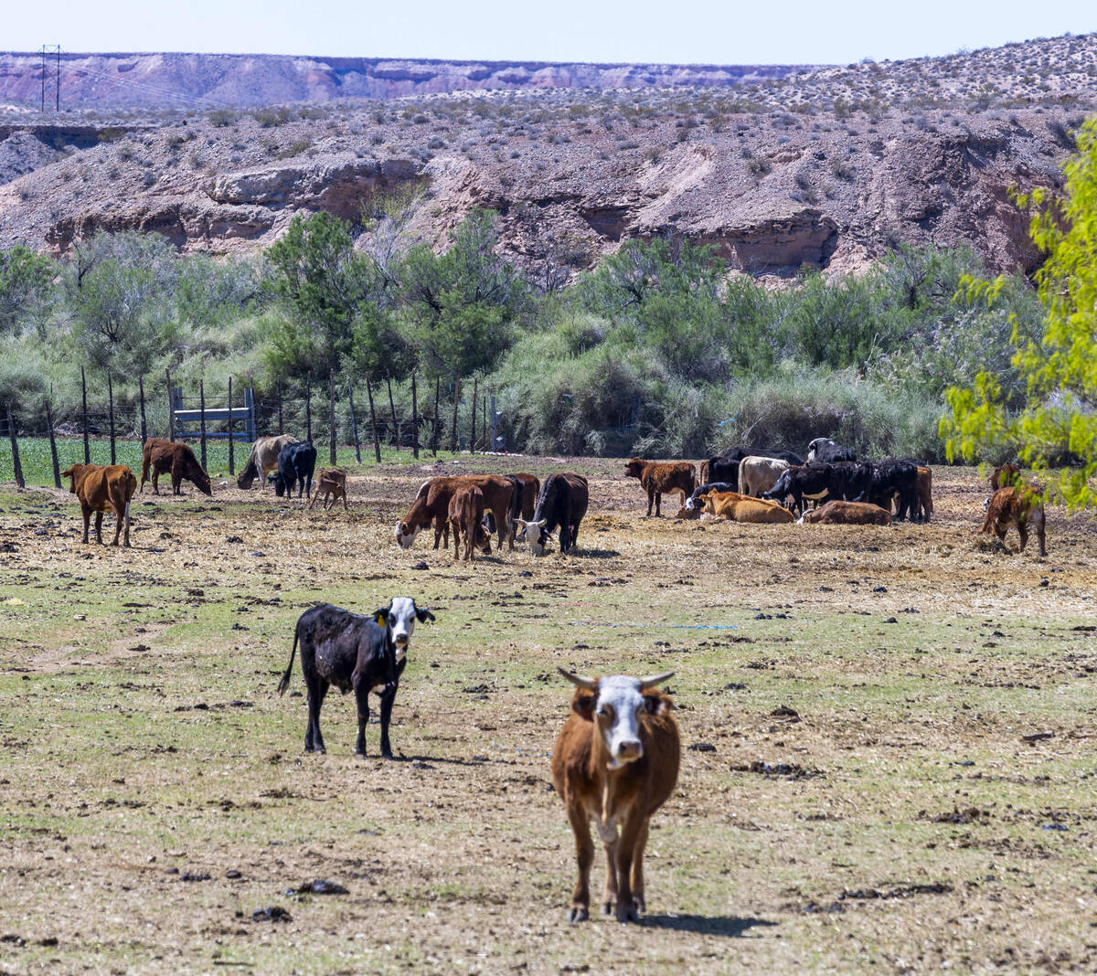 Bundys and supporters mark 11-year anniversary of standoff | Pahrump ...