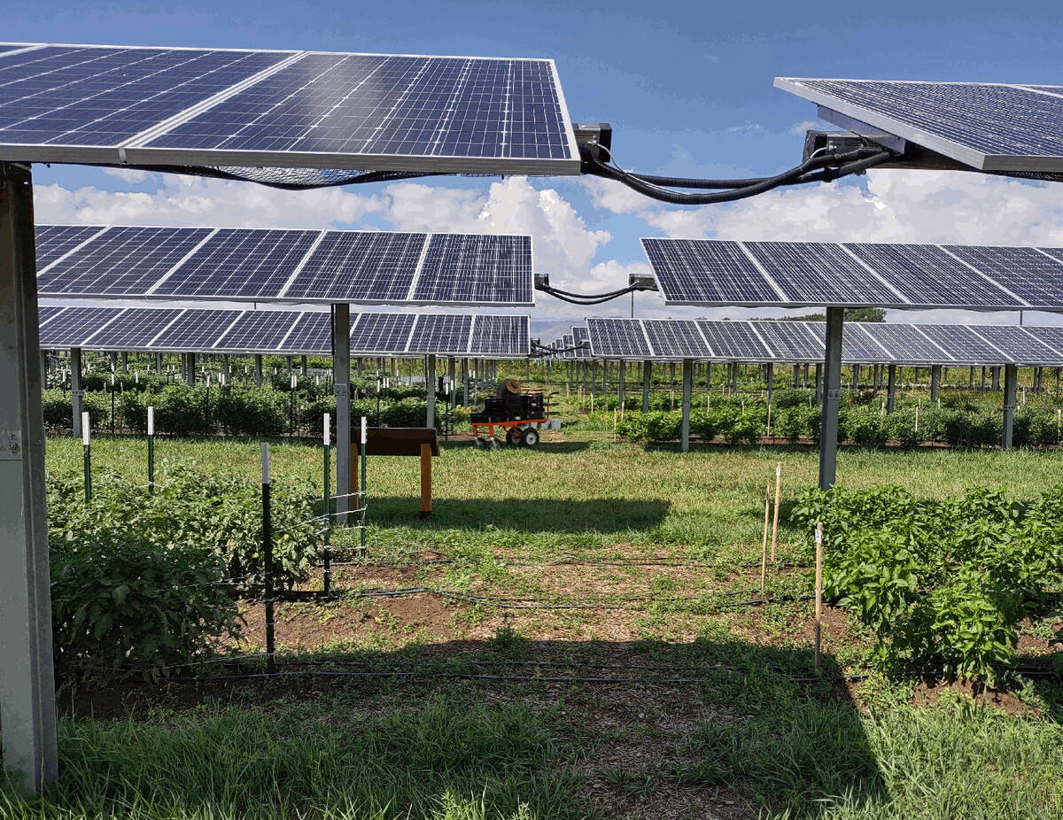 What is agrivoltaics and how is it different from traditional solar ...