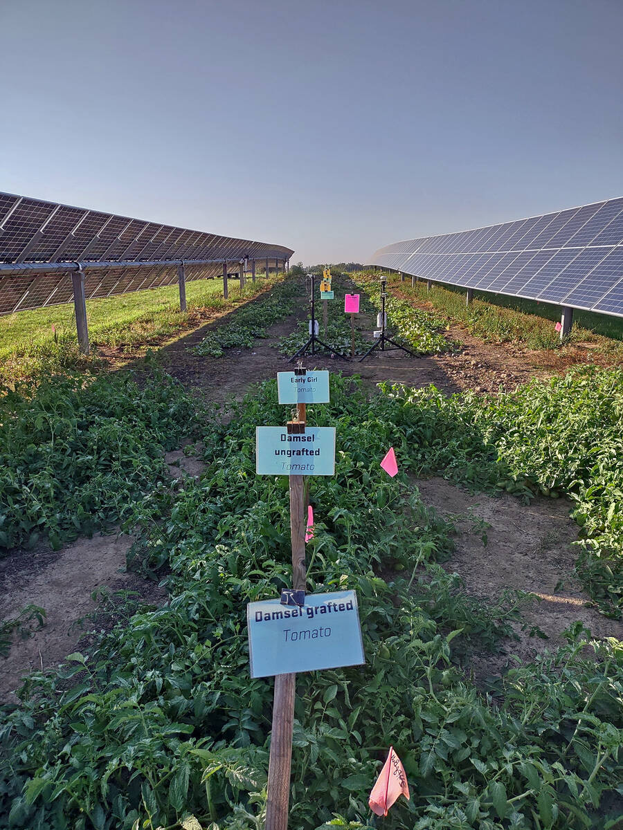 What is agrivoltaics and how is it different from traditional solar ...