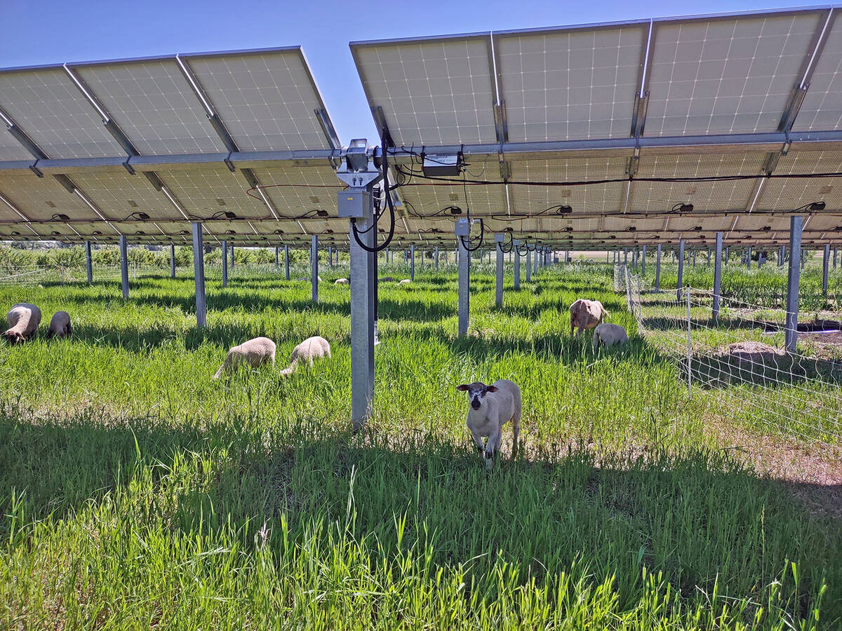 What is agrivoltaics and how is it different from traditional solar ...