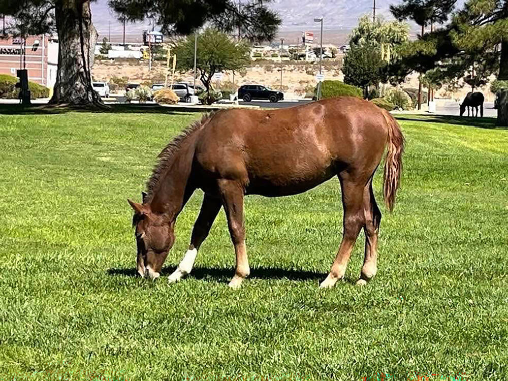 Zamora, filly of Pahrump Calvada herd of wild horses turns one ...